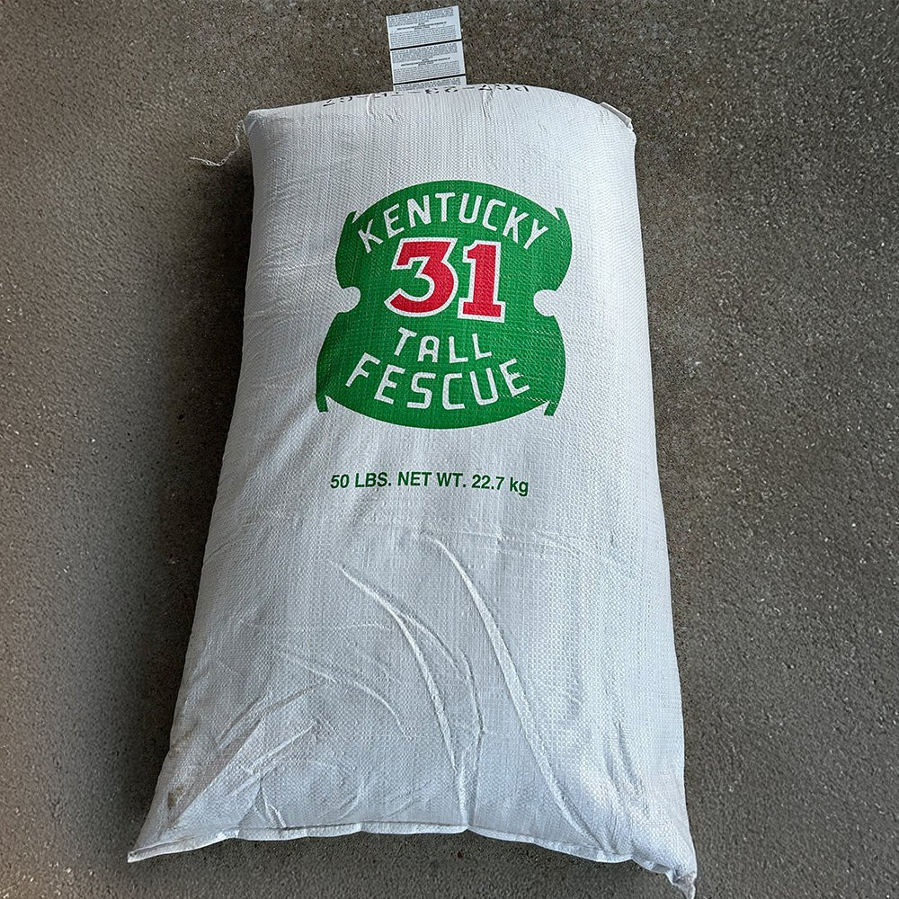 Burlingham Ky 31 Tall Fescue